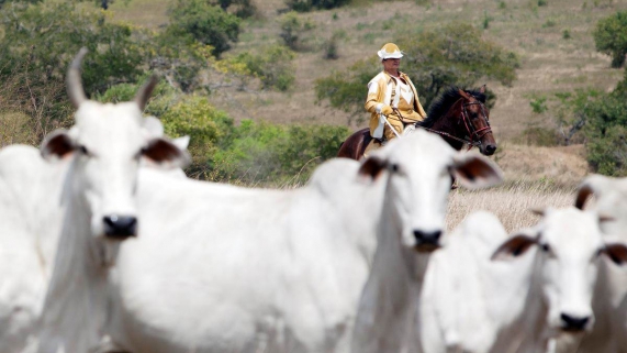 Atribuições da profissão de vaqueiro são definidas em lei - Portal ...